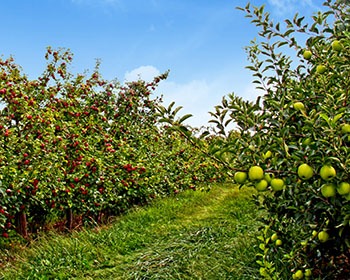 Apple Orchard Middlefield, Connecticut | Lyman Orchards
