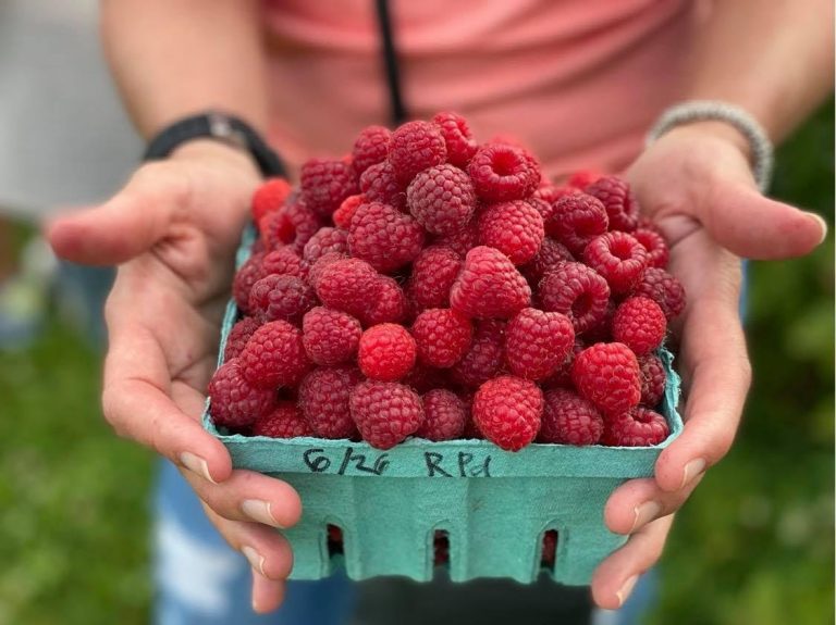 Pick Your Own Raspberry Farm in CT | Lyman Orchards