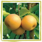 What in the World is an Asian Pear? | Lyman Orchards