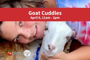 School Vacation Week: Goat Cuddles at Lyman Orchards | Lyman Orchards