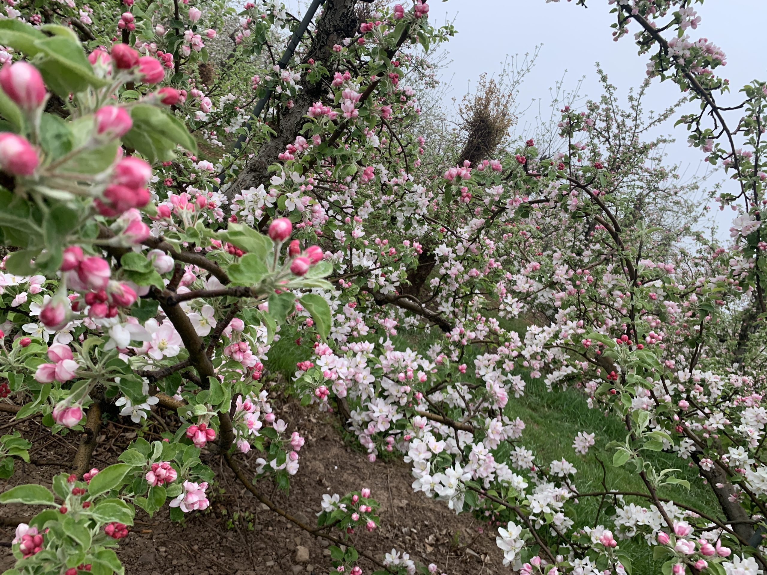 Embracing the Splendor of Spring: A Celebration of Peach, Pear & Apple ...