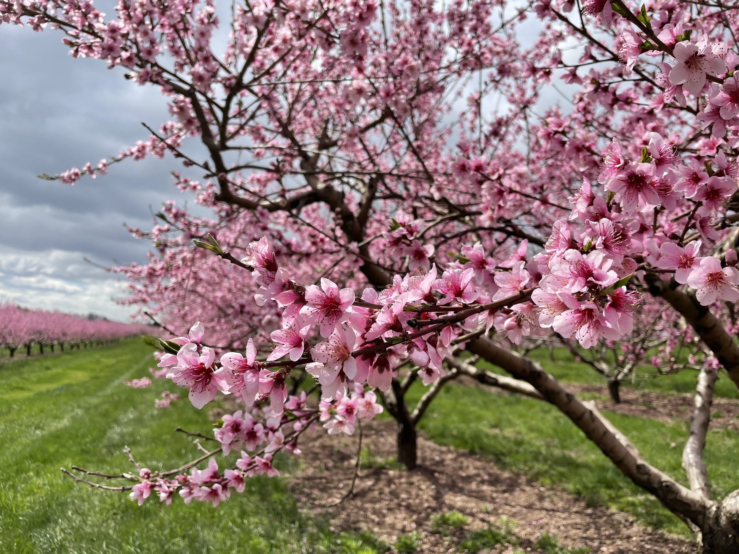 Embracing the Splendor of Spring: A Celebration of Peach, Pear & Apple ...