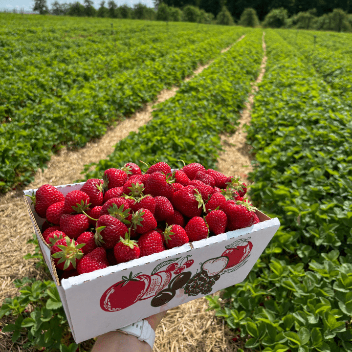 It's Strawberry Picking Season | Lyman Orchards