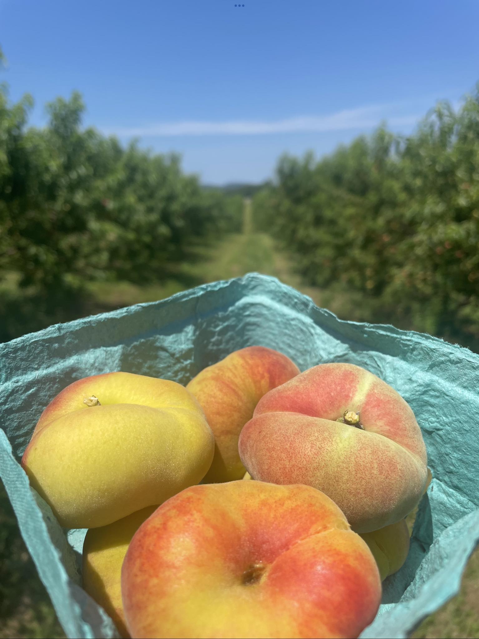 Small Peach, Big Flavor: Pick Your Own Donut Peaches | Lyman Orchards