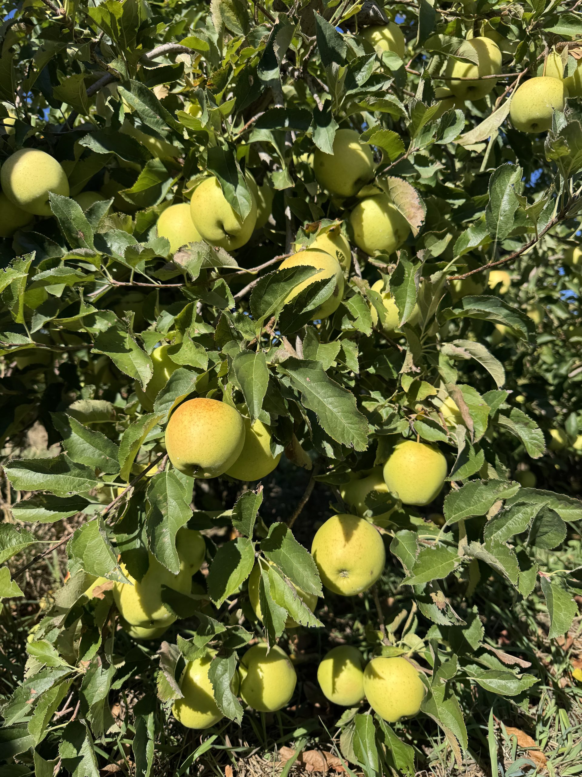 Crispin Apples | Lyman Orchards